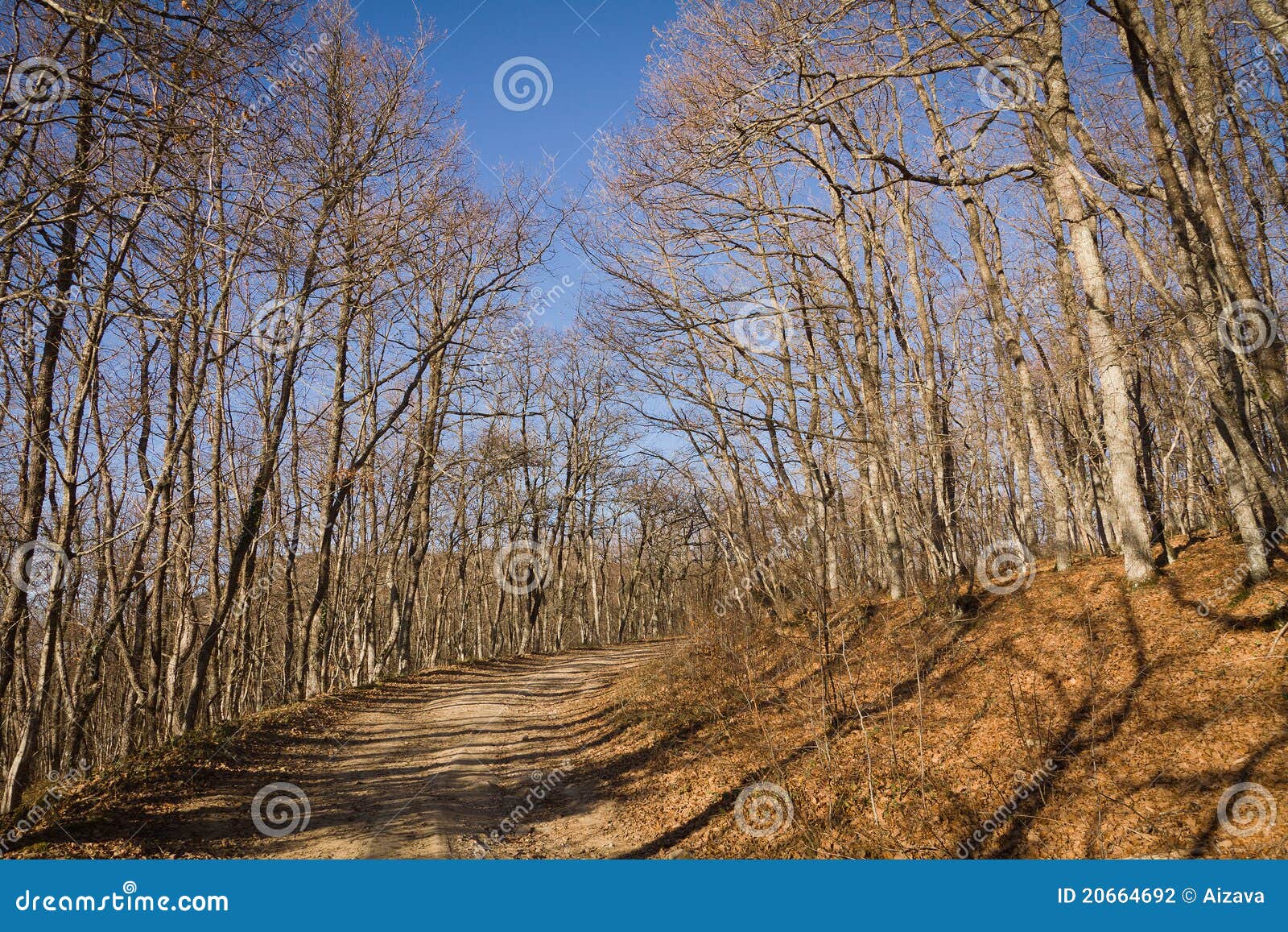 Late autumn forest stock photo. Image of cover, leaves - 20664692