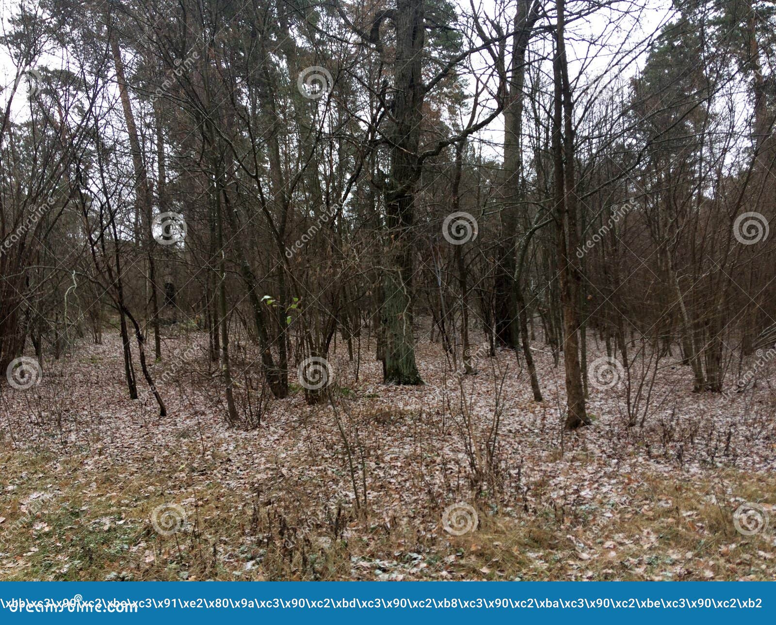 Late Autumn in the Forest. First Snow Stock Photo - Image of birch ...