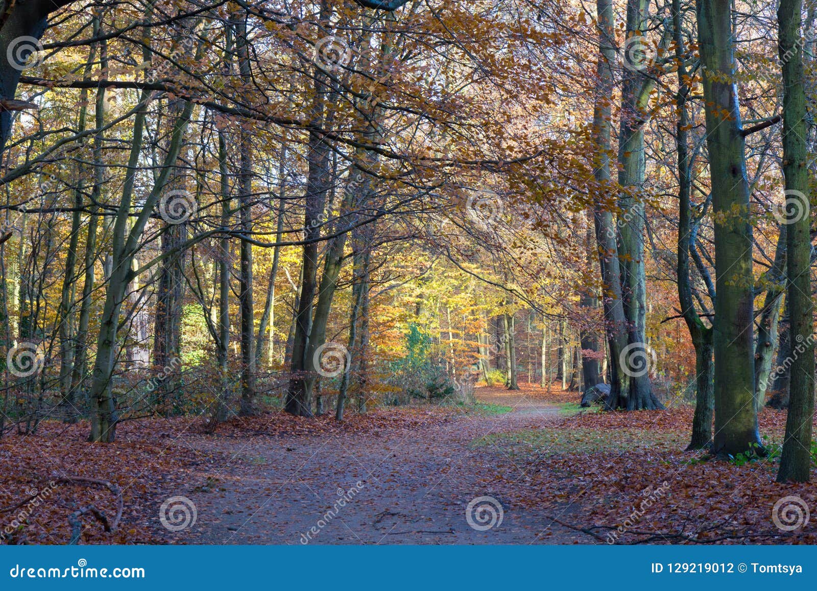 Late autumn in a forest stock photo. Image of background - 129219012