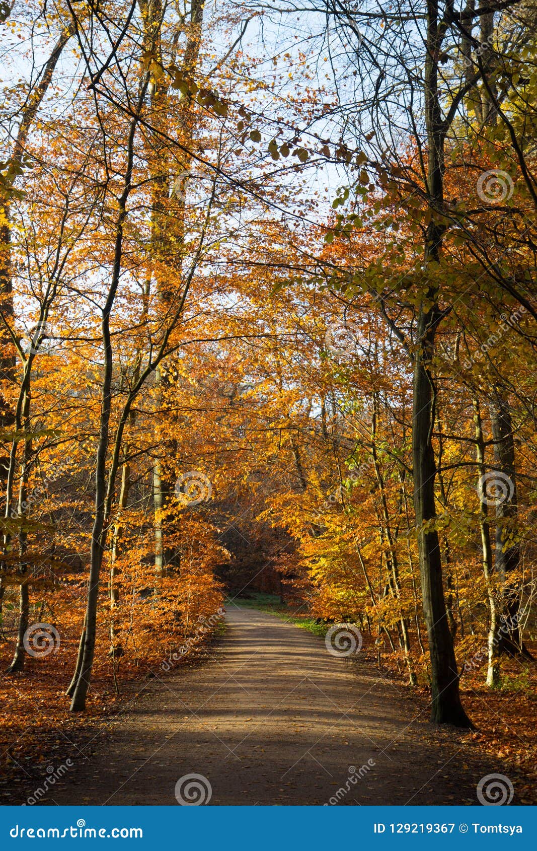 Late autumn in a forest stock image. Image of fall, environment - 129219367