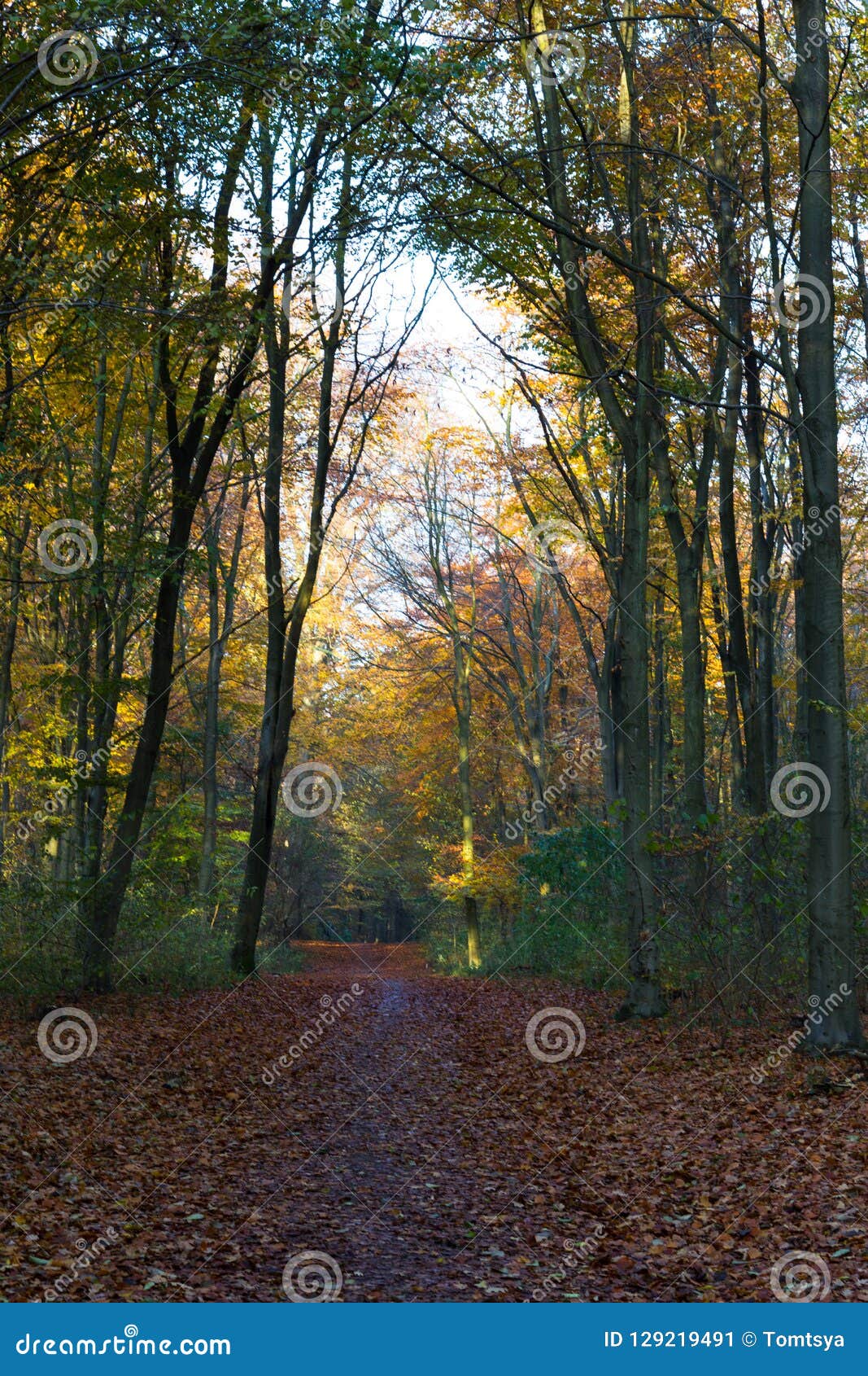 Late autumn in a forest stock image. Image of beauty - 129219491