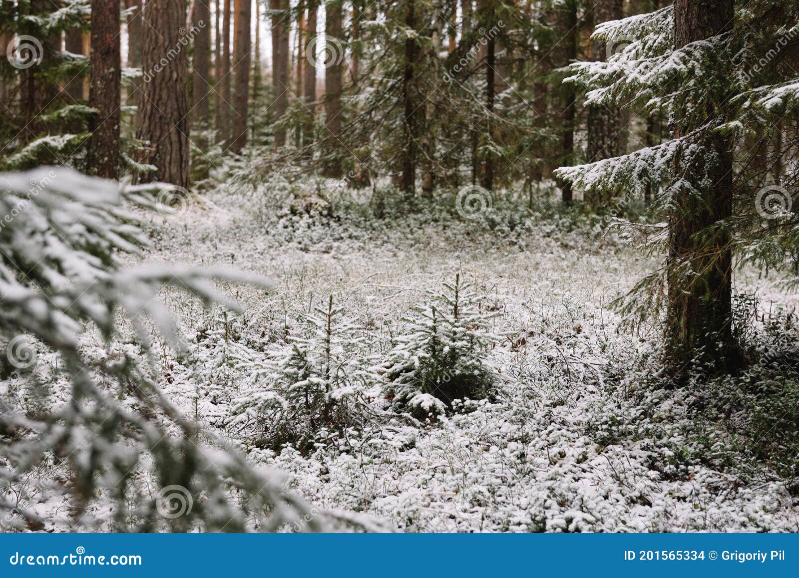 Late autumn in forest stock photo. Image of forest, nature - 201565334