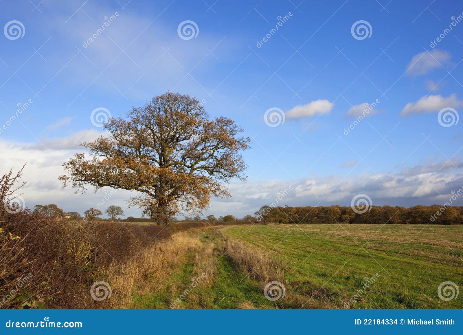 Late autumn landscape stock photo. Image of hedgerows - 22184334