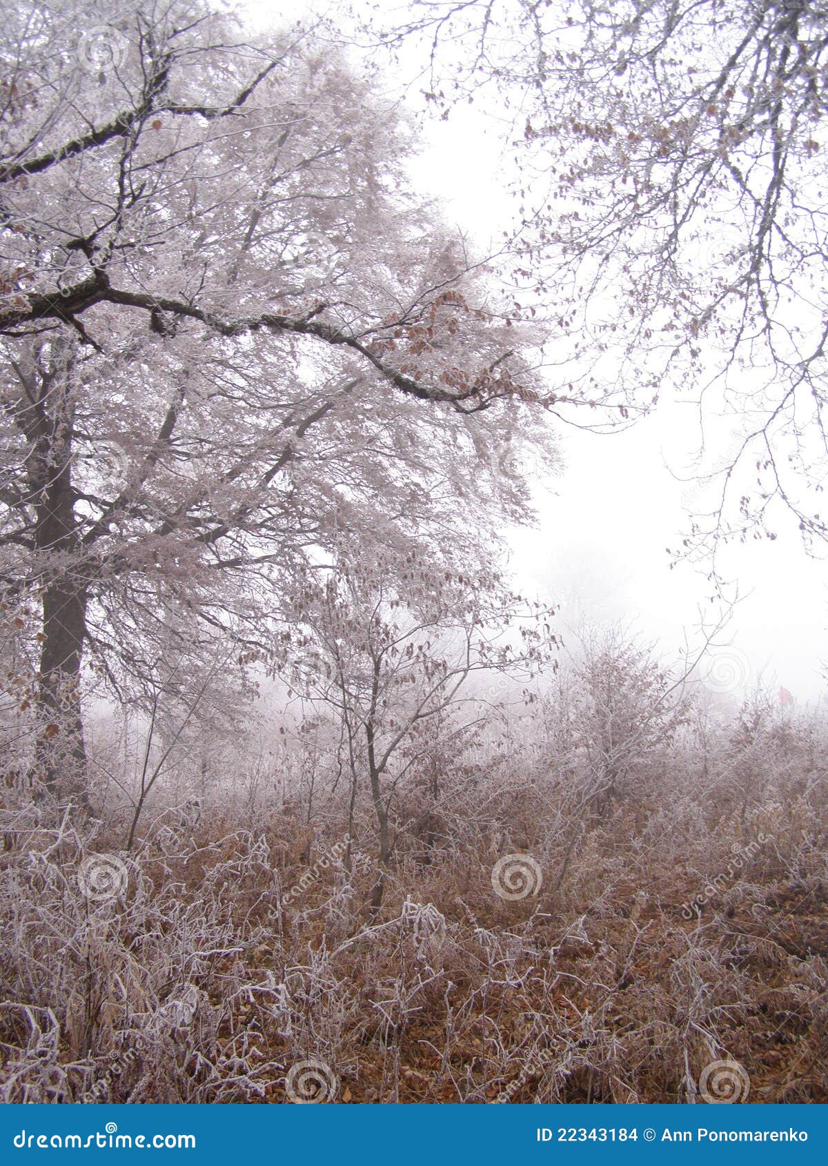 The late autumn landscape stock photo. Image of scene - 22343184