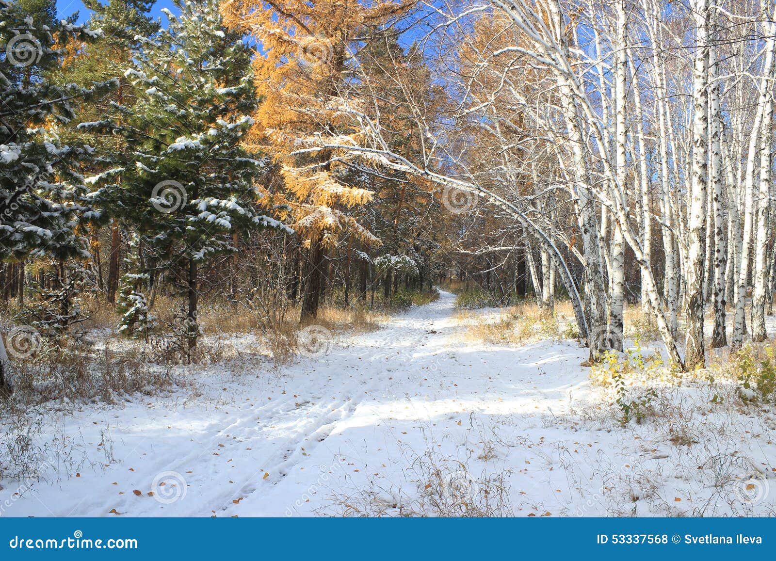 Late Autumn Landscape - First Snow in Mixed Forest Stock Photo - Image ...