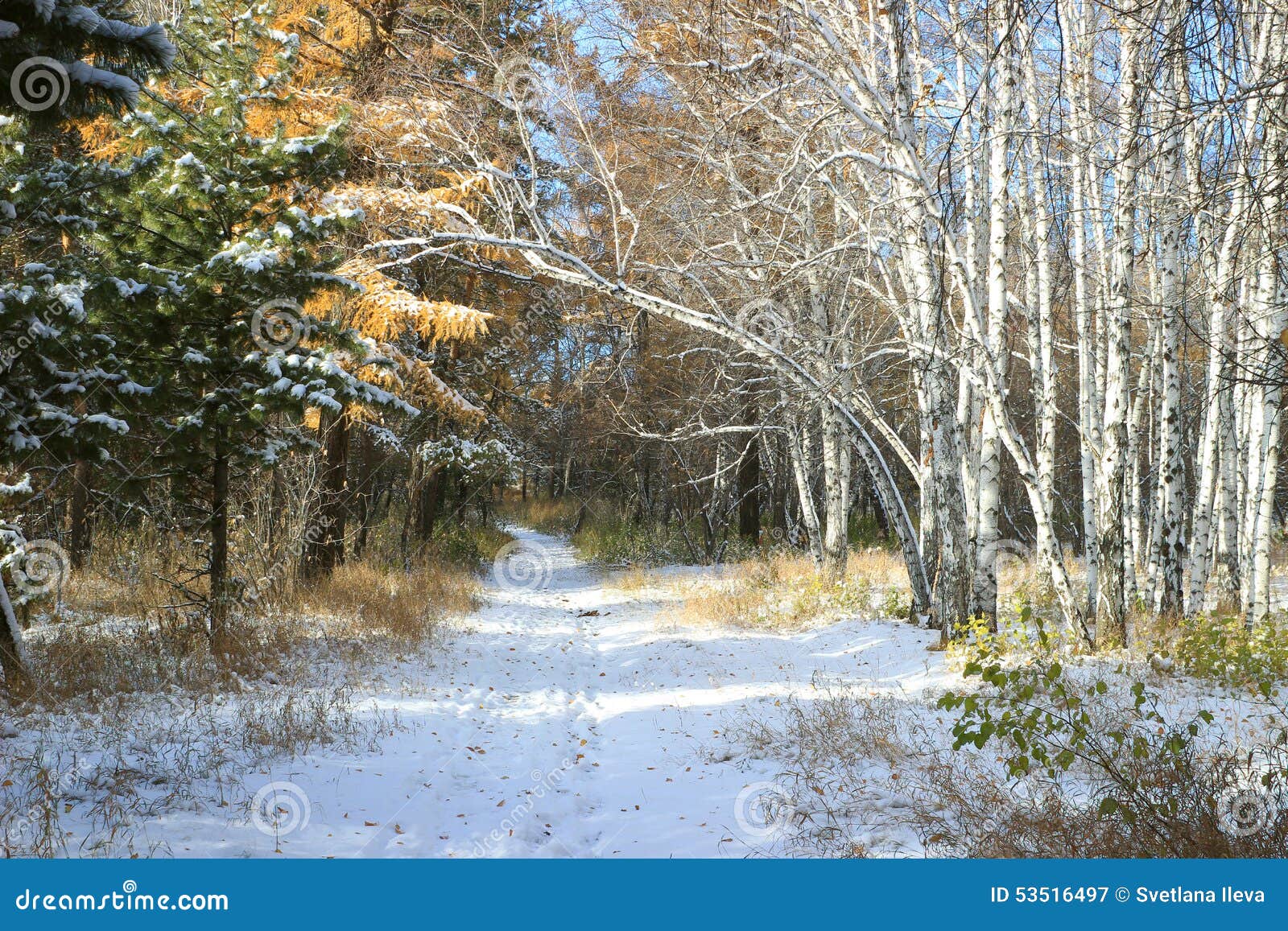 Late Autumn Landscape - First Snow in Mixed Forest Stock Image - Image ...