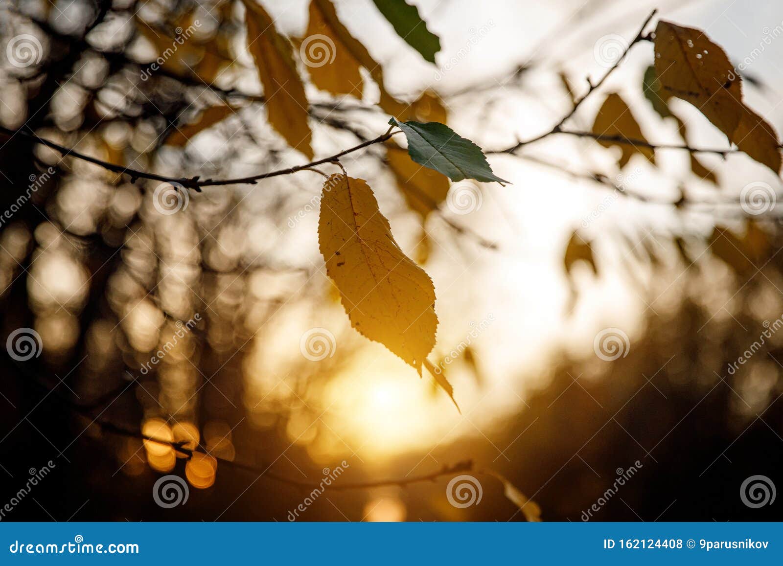 Late Autumn Leaves on Sunset Stock Photo - Image of leaves, gold: 162124408