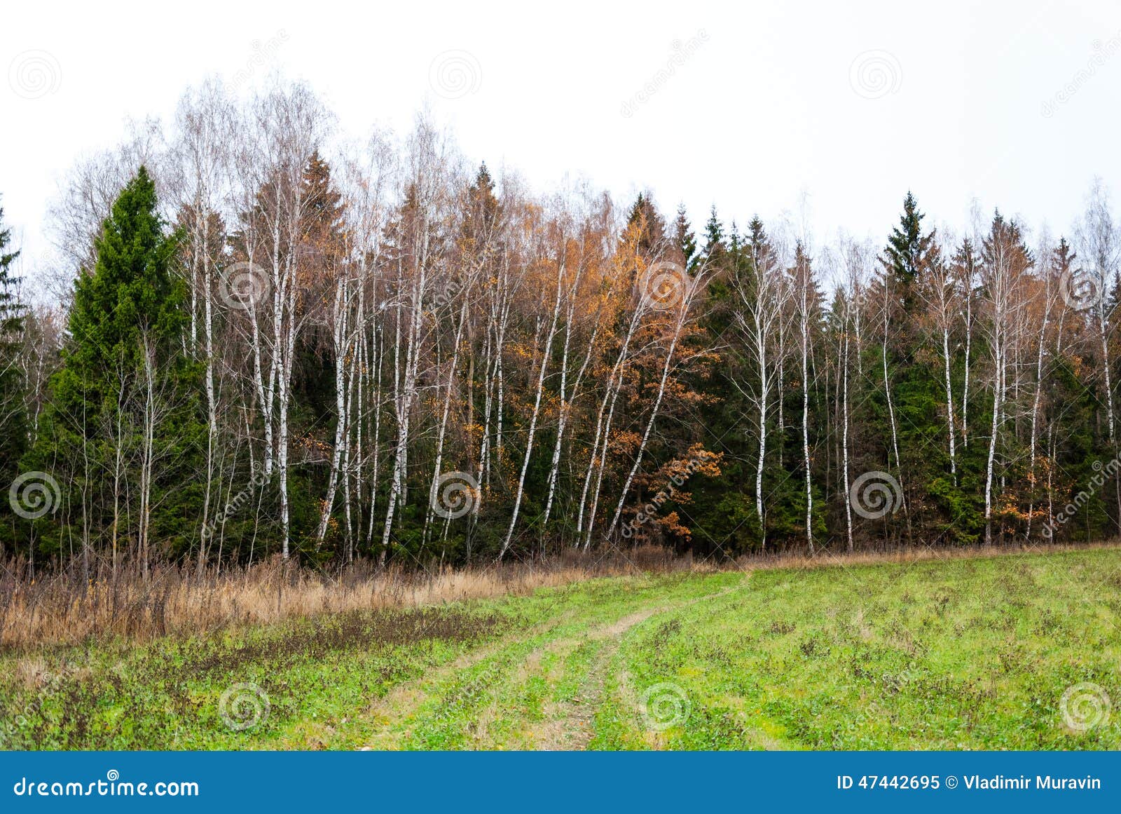 Late Autumn in Pine Forest, Open Field Stock Image - Image of beautiful ...