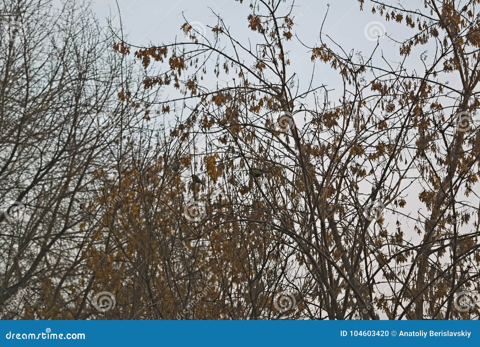 Late Autumn Tree Branches without Leaves. Stock Photo - Image of ...