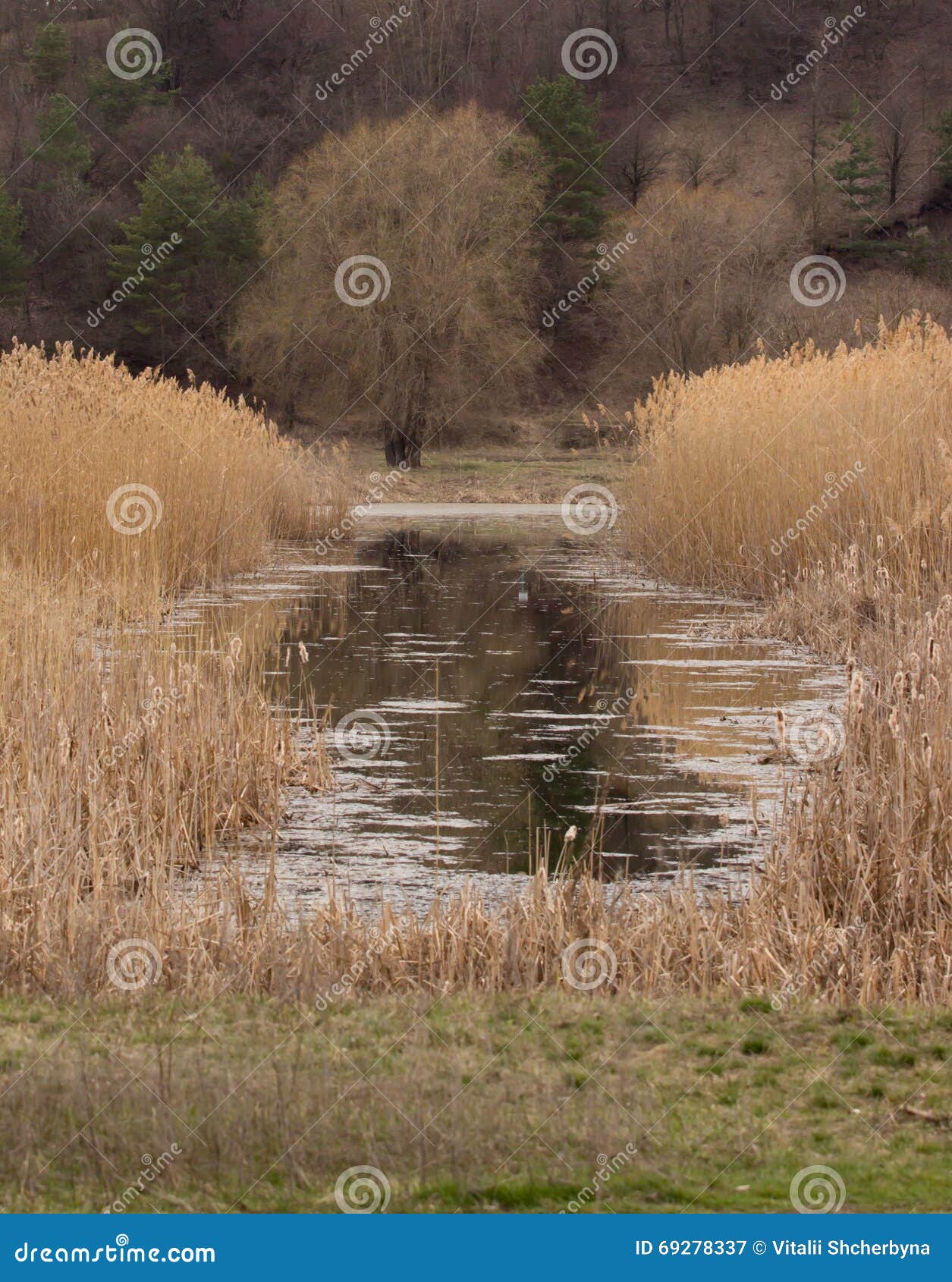 A Late Autumn View of a Swamp Stock Image - Image of wetland, scenic ...