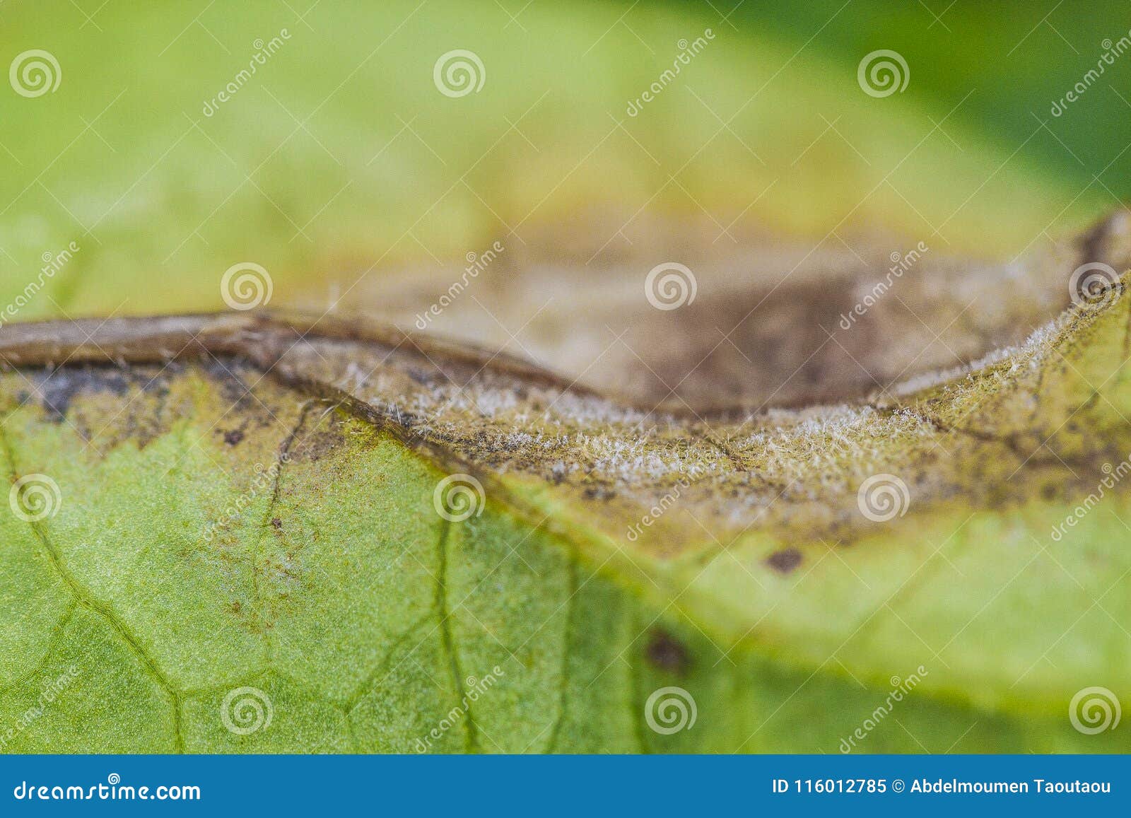 Late blight stock image. Image of algiers, agriculture - 116012785