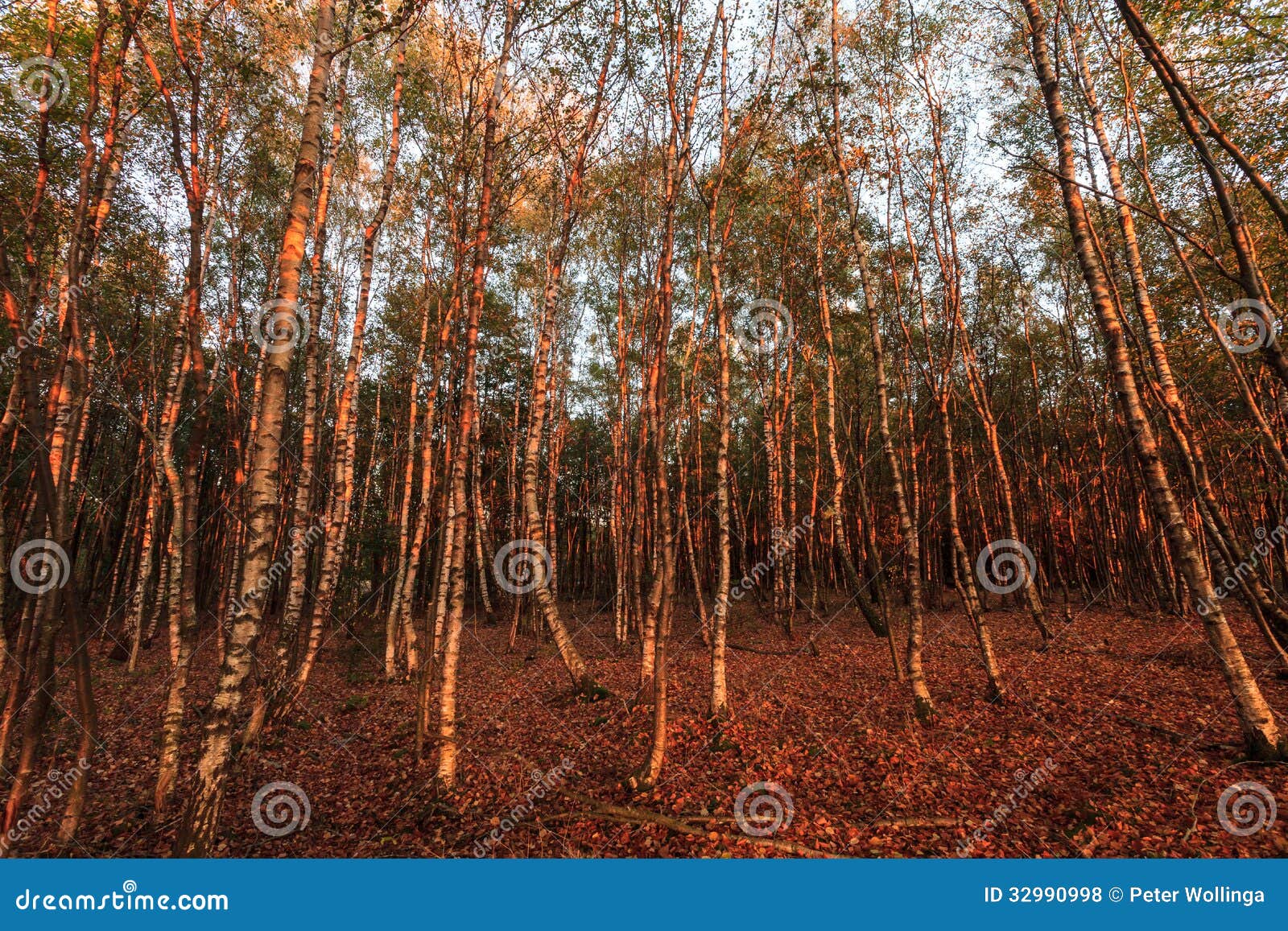 Late Evening Light Shining on Trees Stock Photo - Image of nature ...