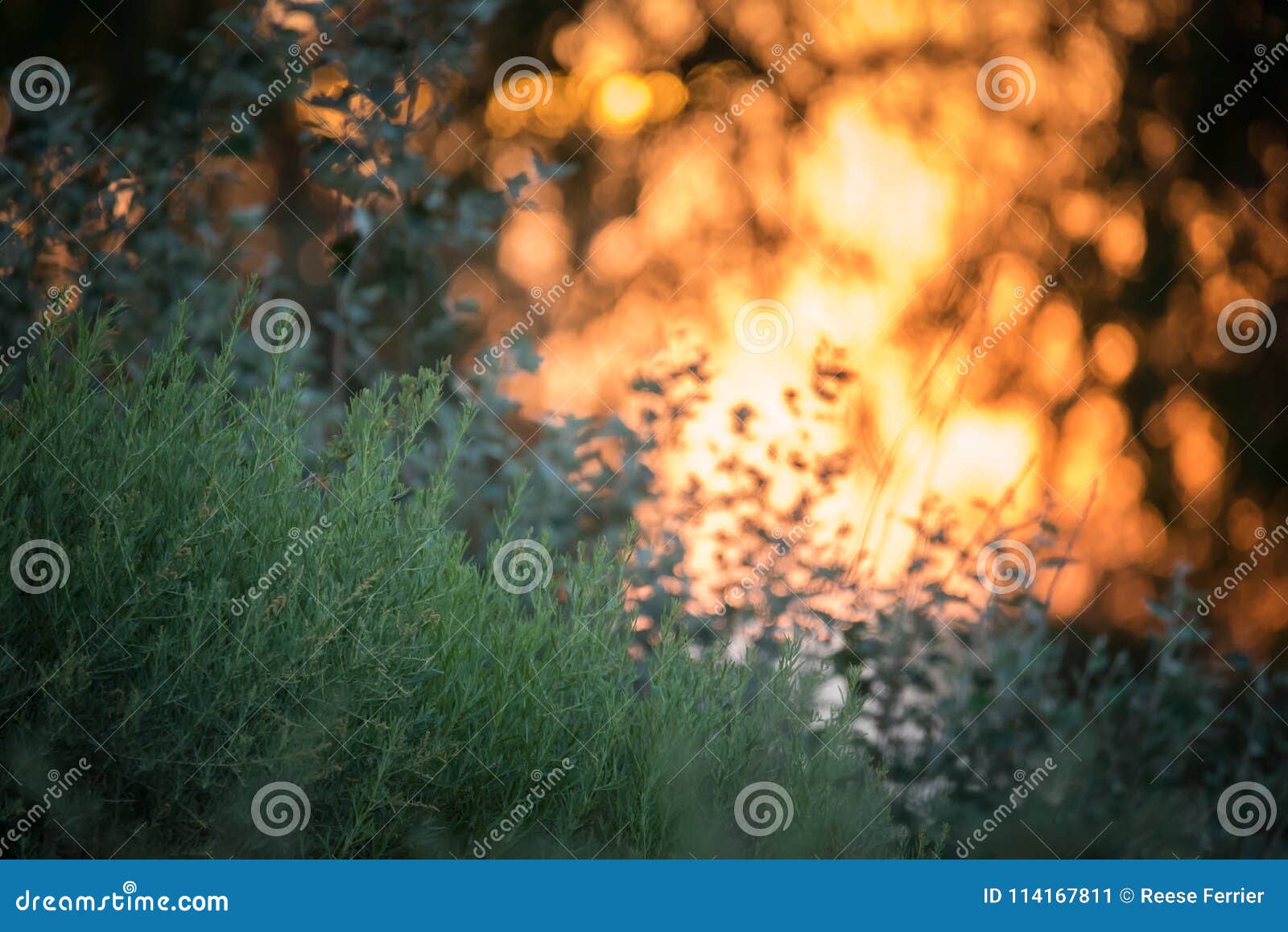 Sunset light in the Grass stock image. Image of light - 114167811