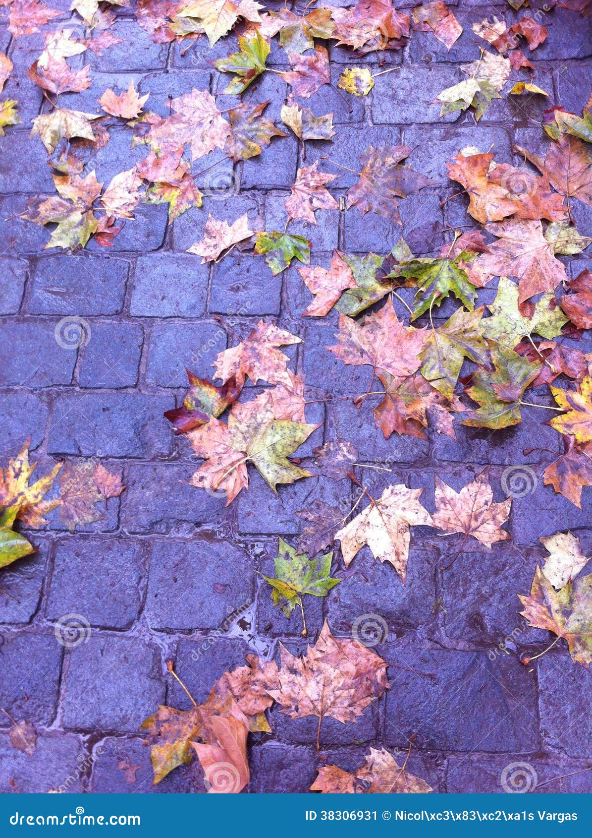 Late fall stock image. Image of road, rain, nature, stone - 38306931