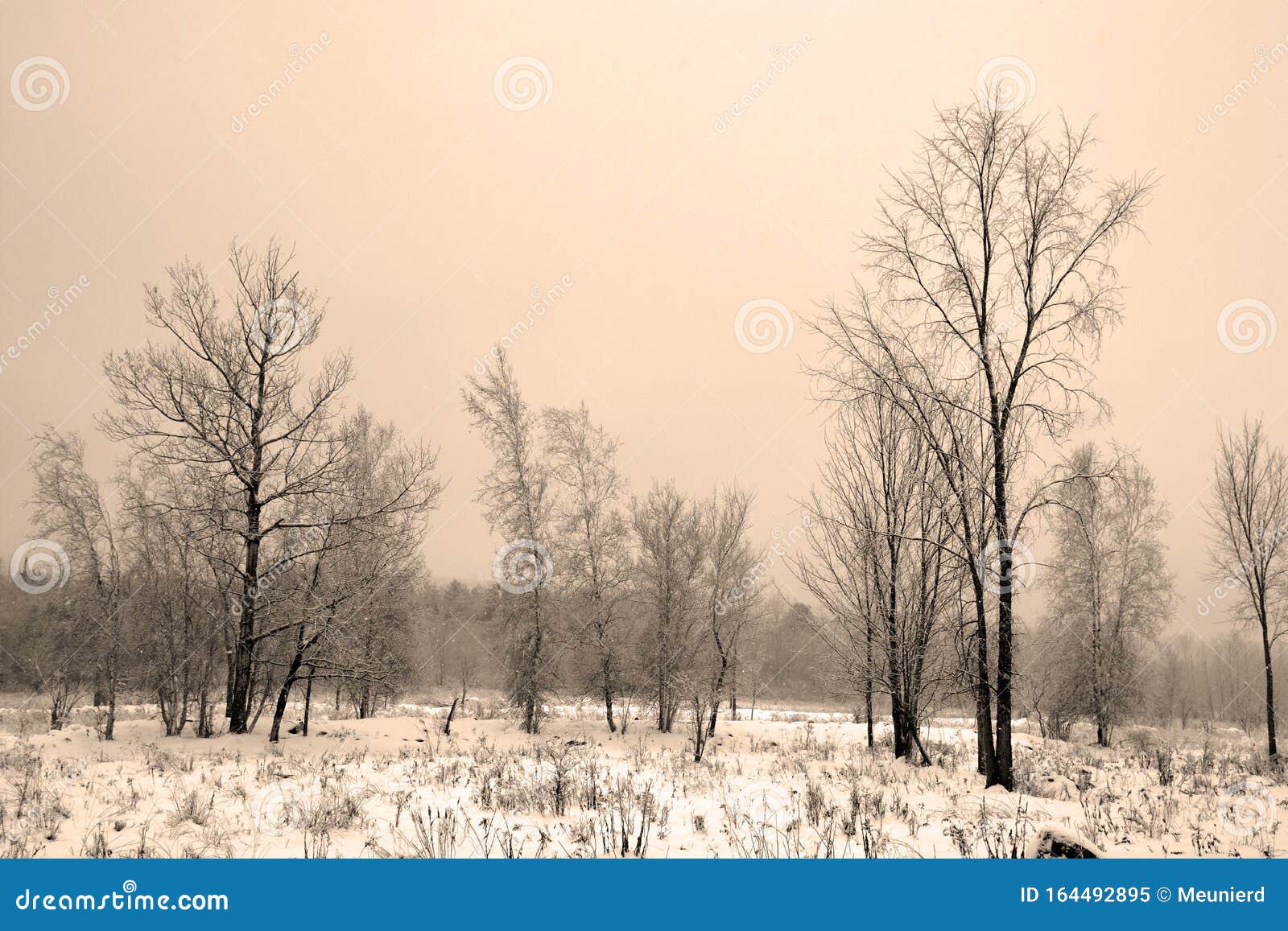 Late Fall, Early Winter Landscape Stock Image - Image of foliage, larch ...
