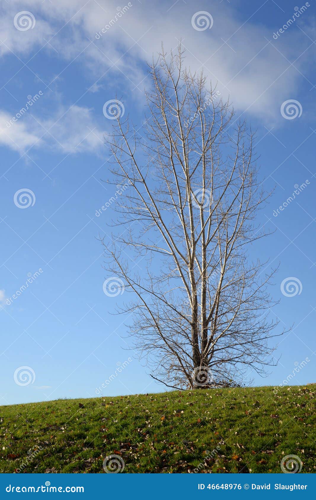 Late fall grassy knoll stock photo. Image of bare, green - 46648976