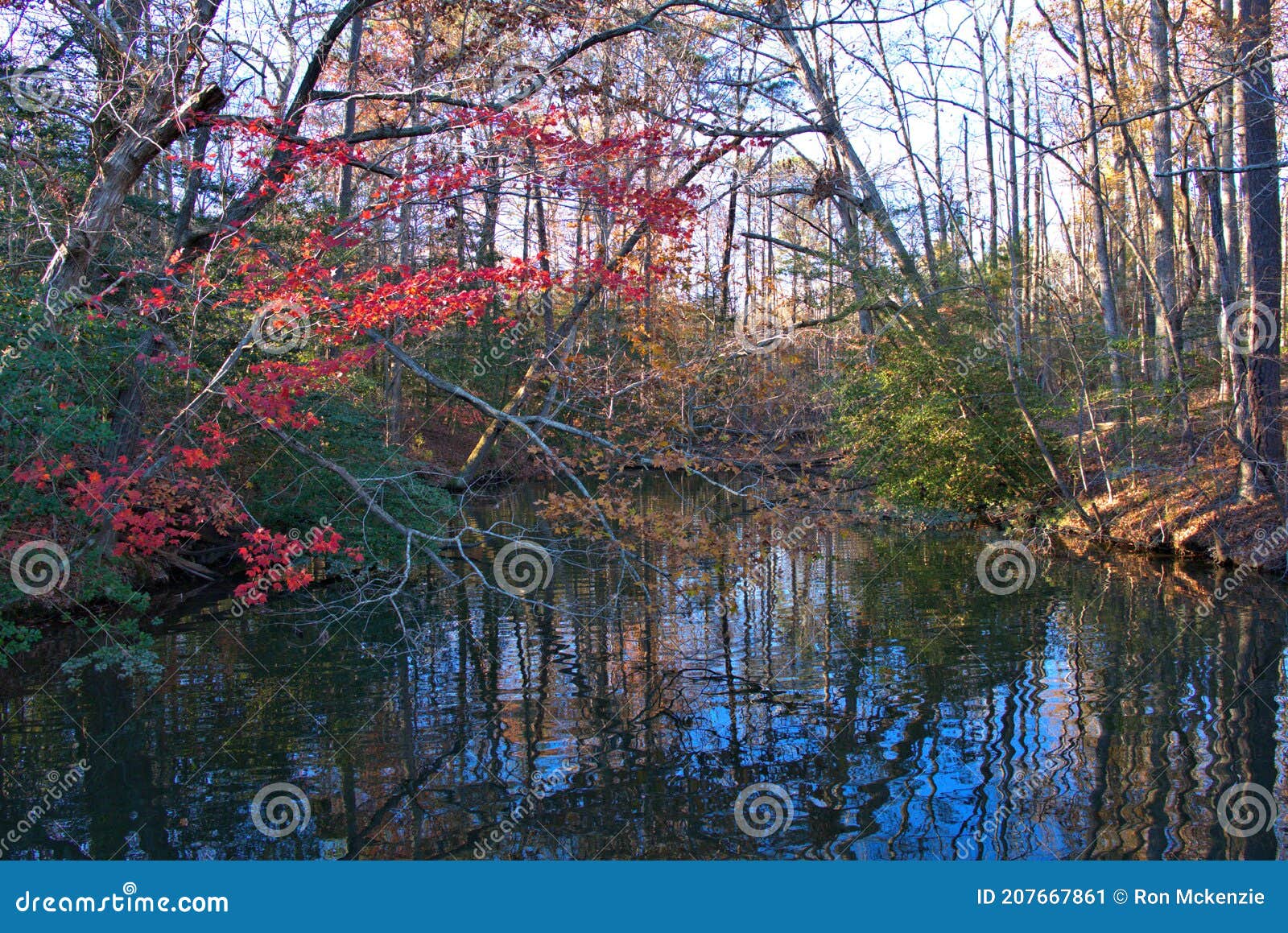 Late Fall red colors stock image. Image of leaf, park - 207667861