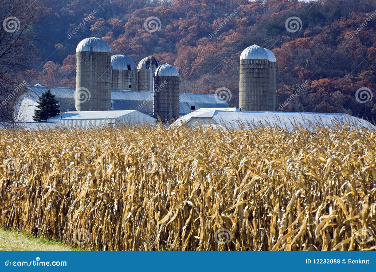 Late Fall in Wisconsin stock photo. Image of plant, corn - 12232088