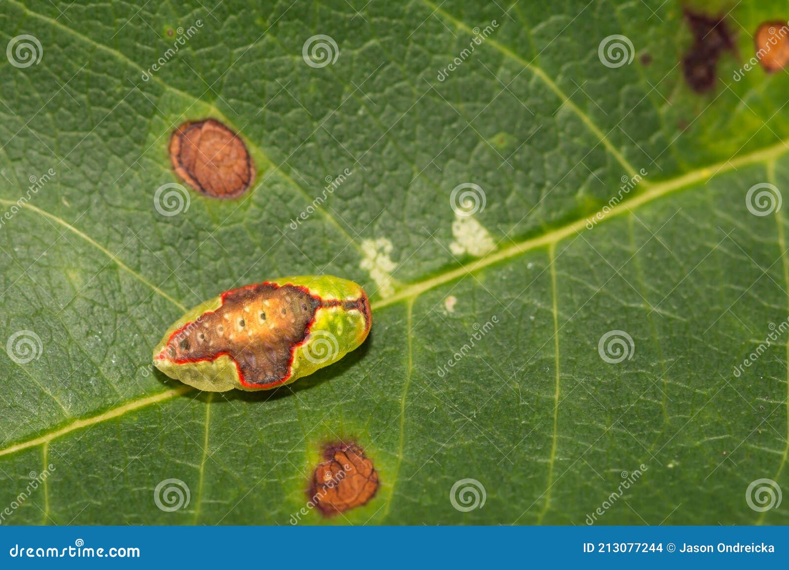 Red-Crossed Button Slug stock photo. Image of larvae - 213077244