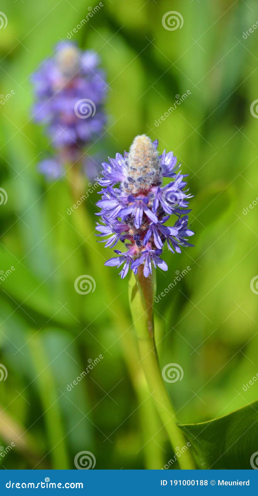 Clematis Victoria stock photo. Image of flowers, eudicots - 191000188