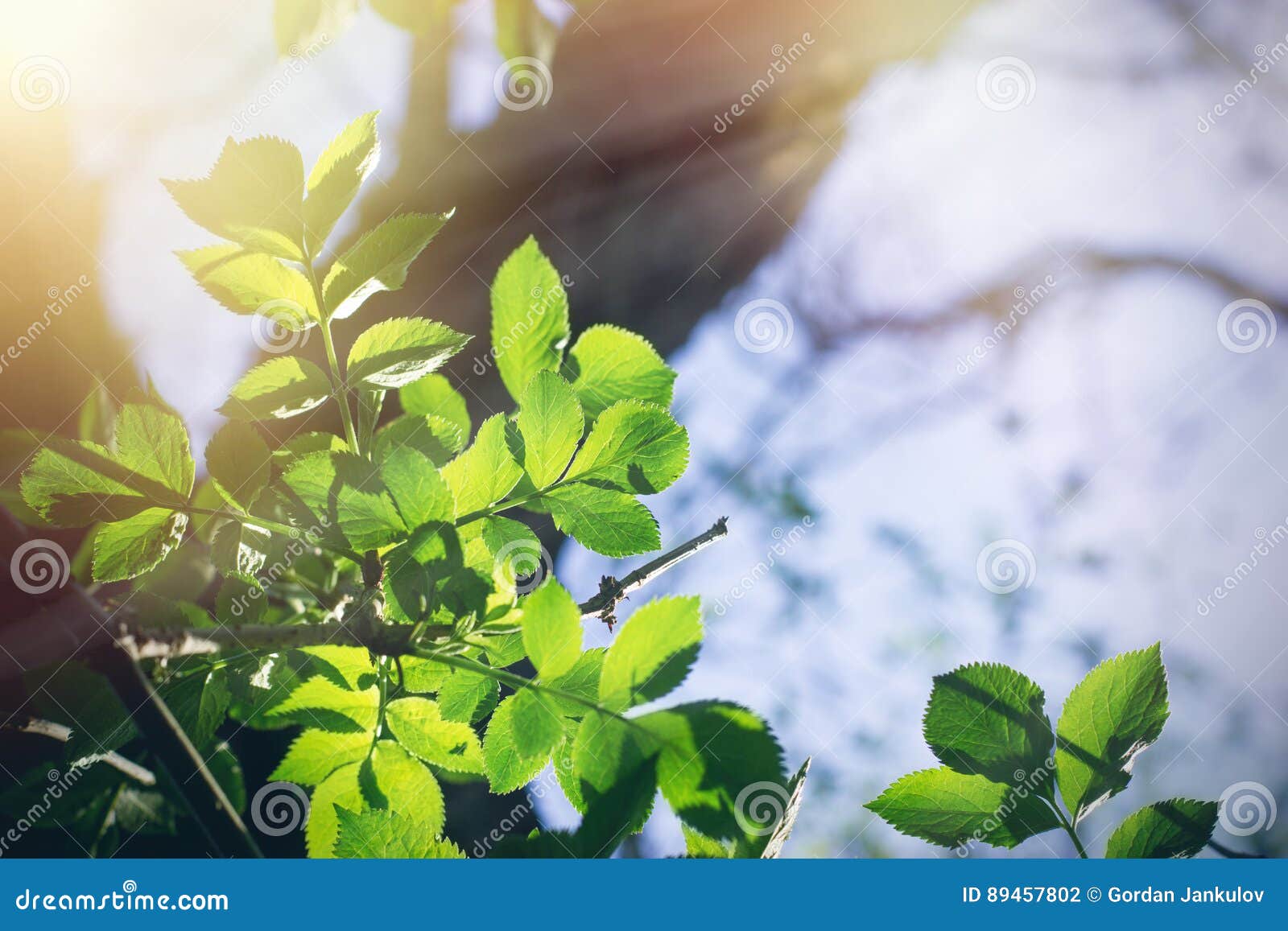 Late Spring Afternoon and Spring Leaves Stock Photo - Image of foliage ...