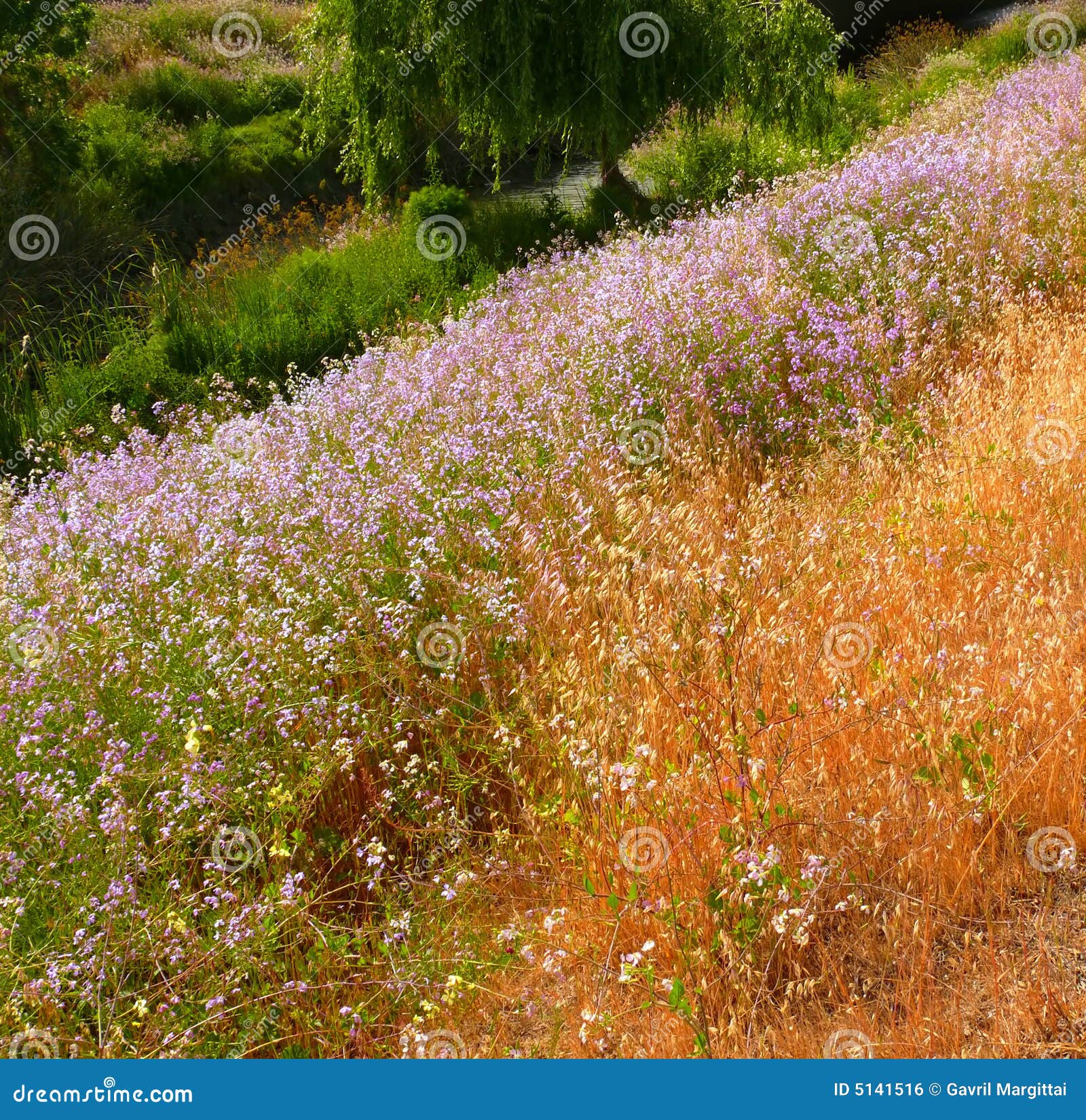 Late spring colors stock photo. Image of dark, grains - 5141516