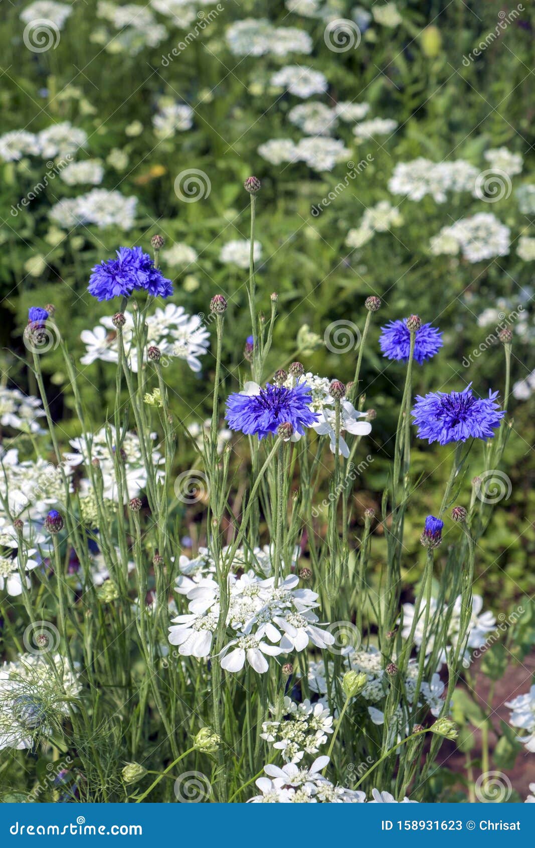 A Late Spring Flower Garden Border Stock Image - Image of outdoor ...