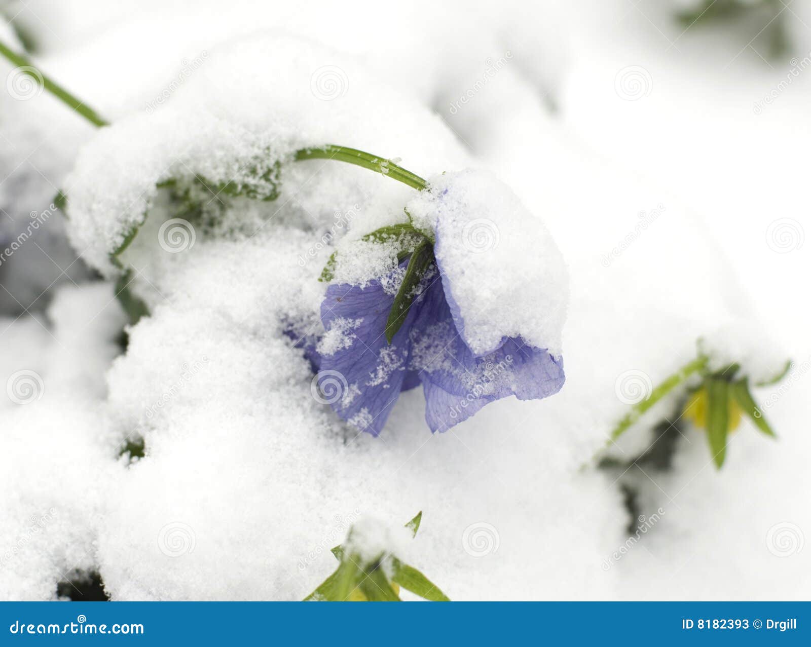 Late Spring Snow stock image. Image of snow, winter, climate - 8182393