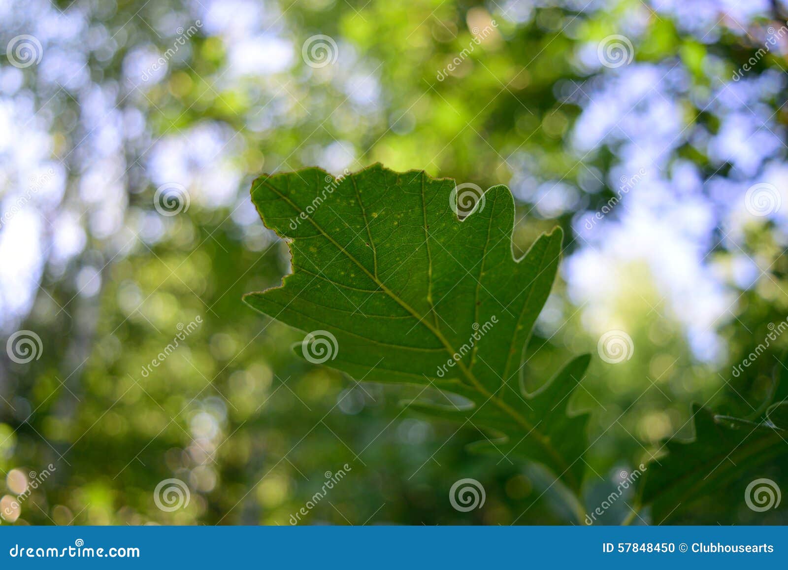 Late Summer Bur Oak (Quercus Macrocarpa) Leaf Stock Photo - Image of ...
