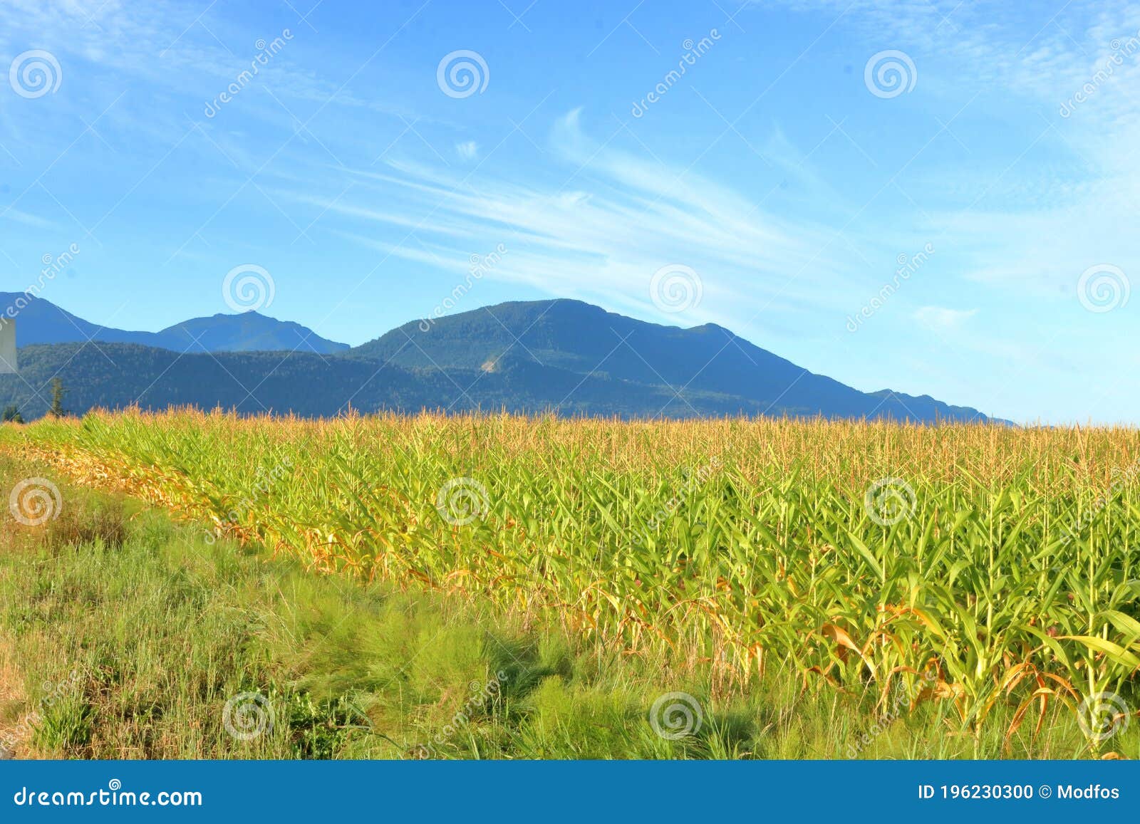 Valley Corn Ready for Harvest Stock Photo - Image of cloud, corn: 196230300