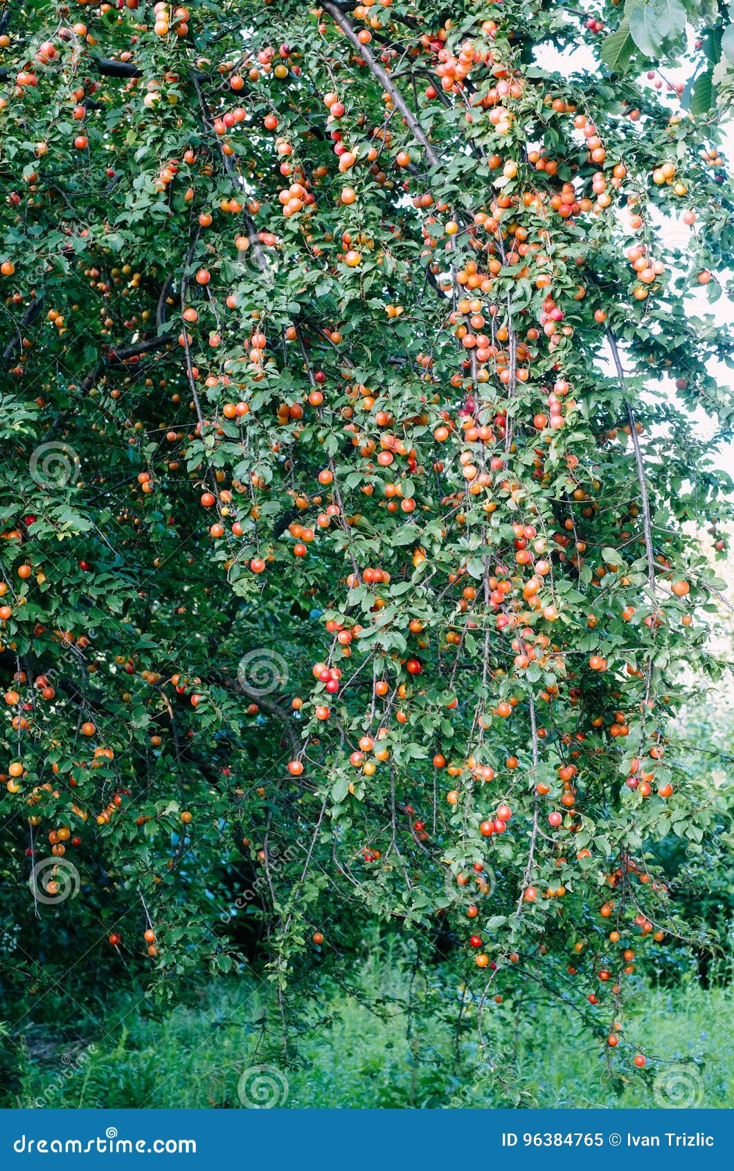 Late Summer Red Plums on Tree Growing Wild. Wild Plum Tree during ...