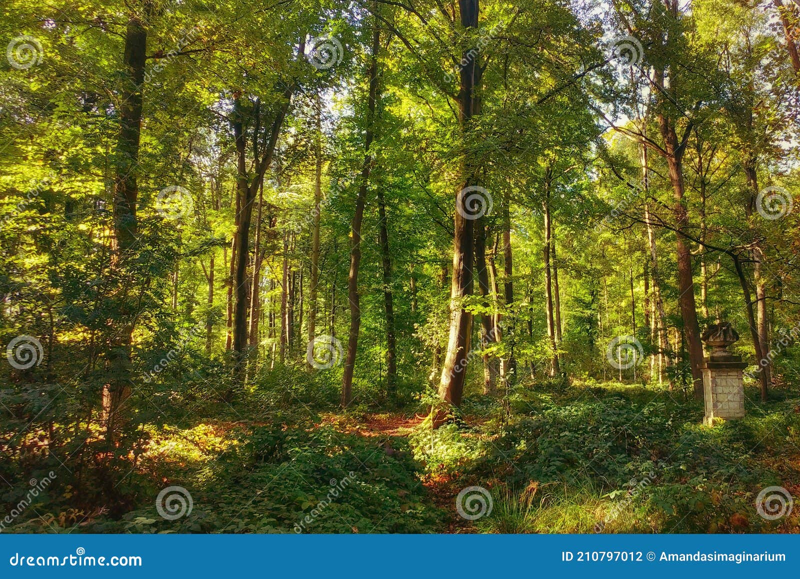 Late Summer Sun Enlightening the Forest Stock Photo - Image of ...