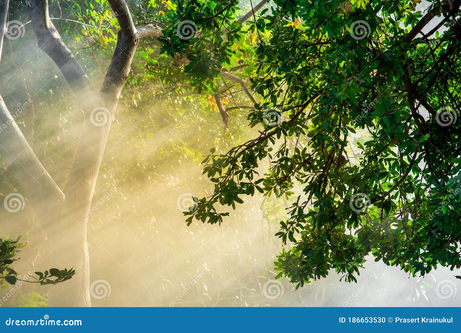 Late Summer Sunlight Breaking through the Trees Stock Photo - Image of ...