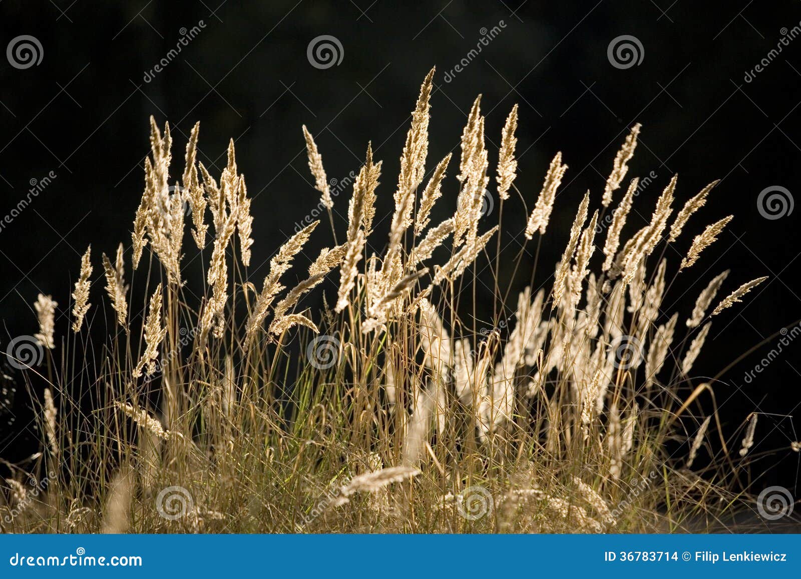 Yellow Grass Royalty-Free Stock Photo | CartoonDealer.com #12747909
