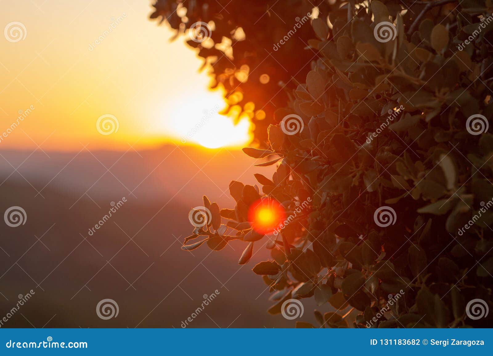 Bush Close Up in a Late Sunset. Stock Photo - Image of outdoor, lens ...