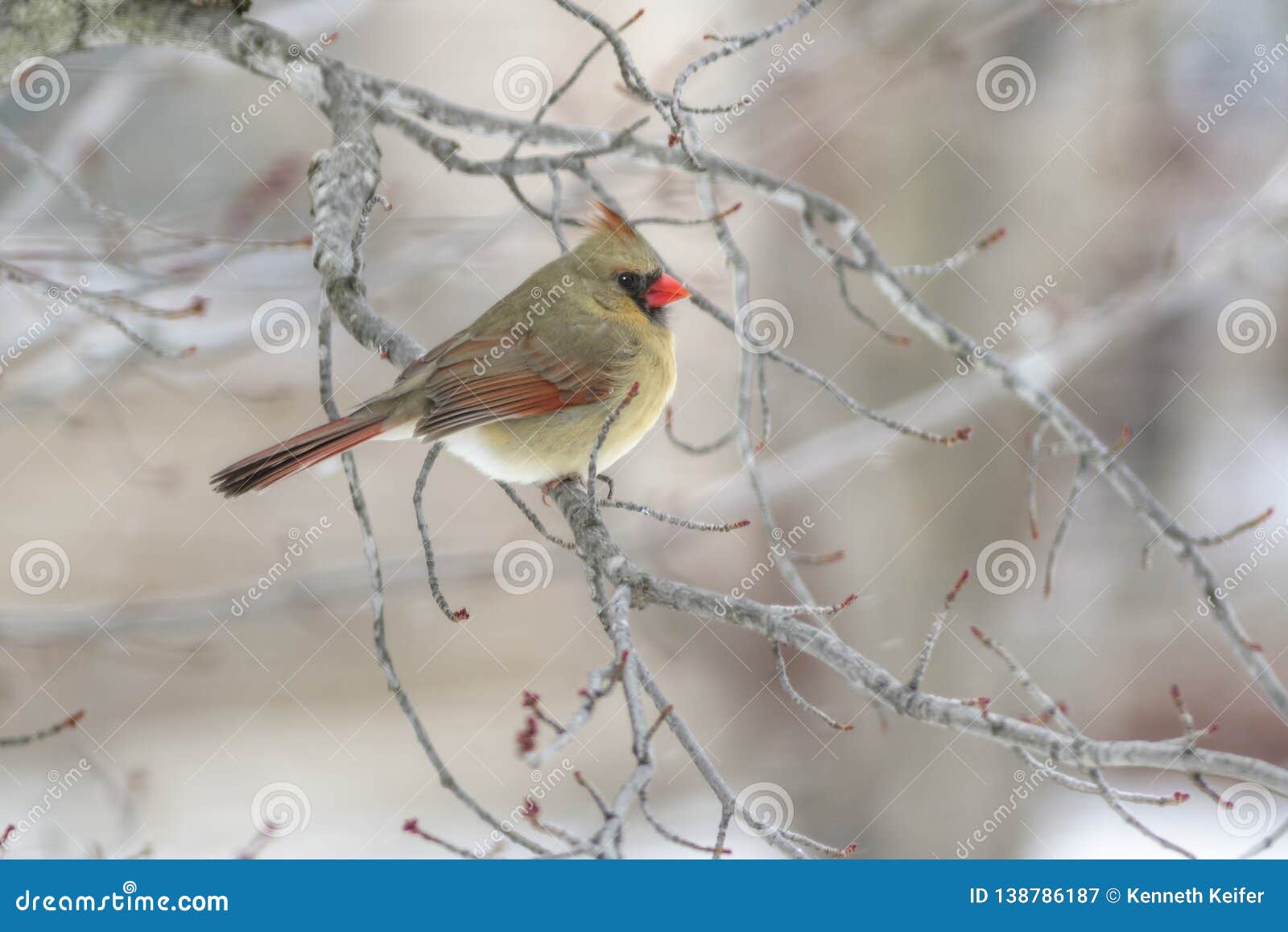Late Winter Cardinal Female Perched on Maple Stock Image - Image of ...