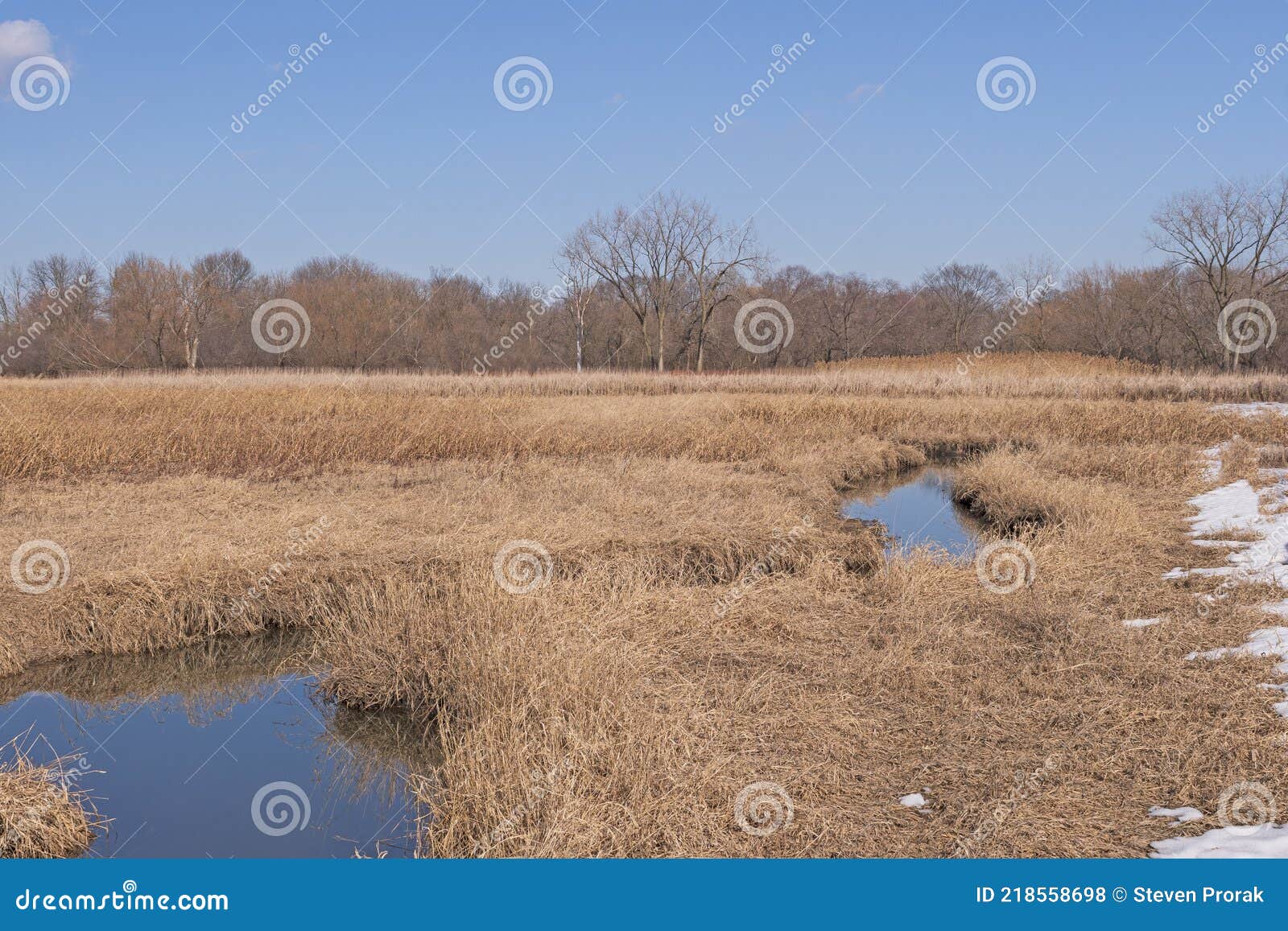 Late Winter in a Marshland stock photo. Image of landscape - 218558698
