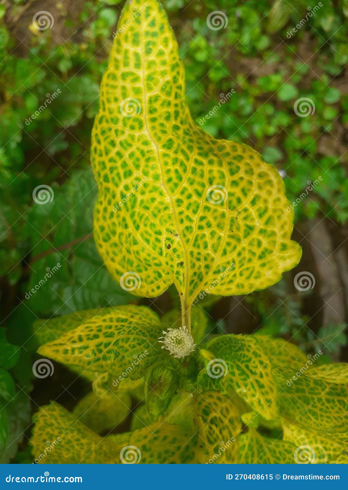 Lateng Grass Grows a Lot in the Forest Stock Image - Image of grows ...