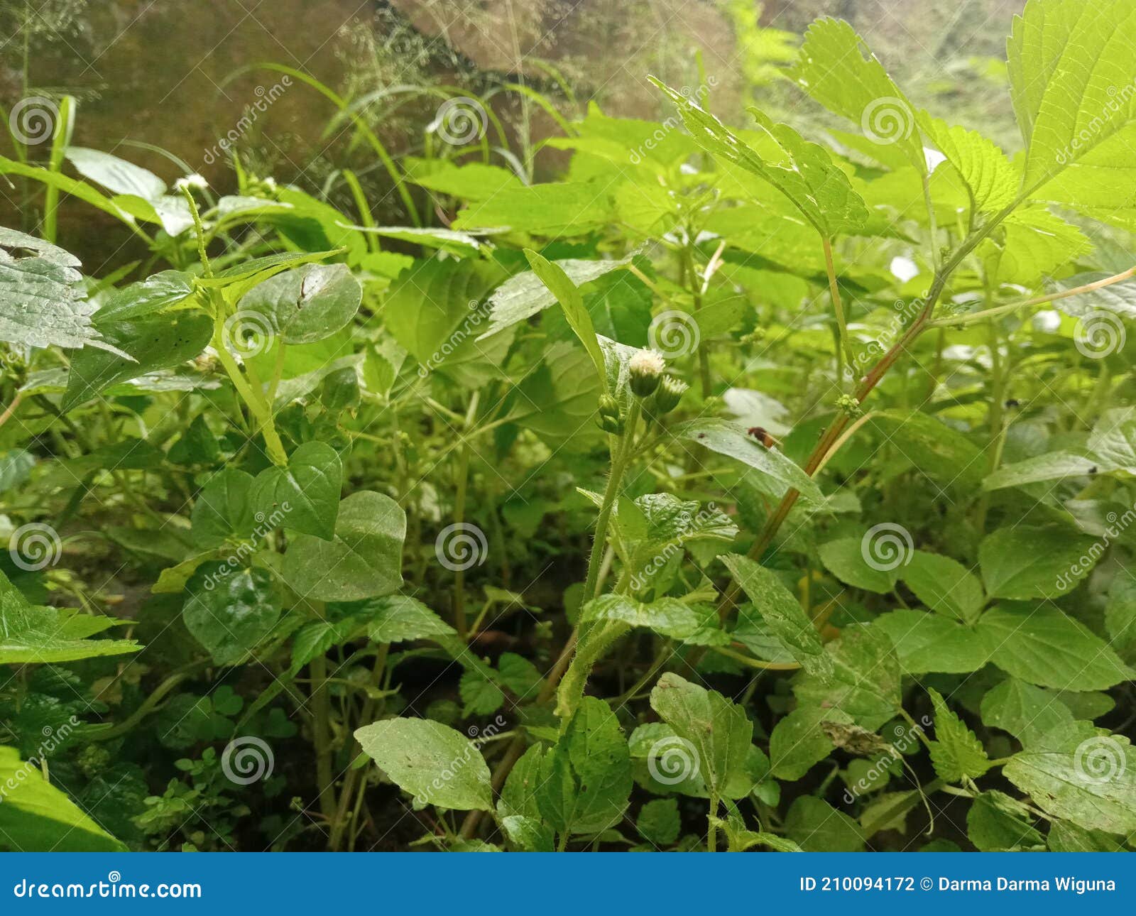 Lateng the Itchy Green Grass Stock Photo - Image of grass, lateng ...