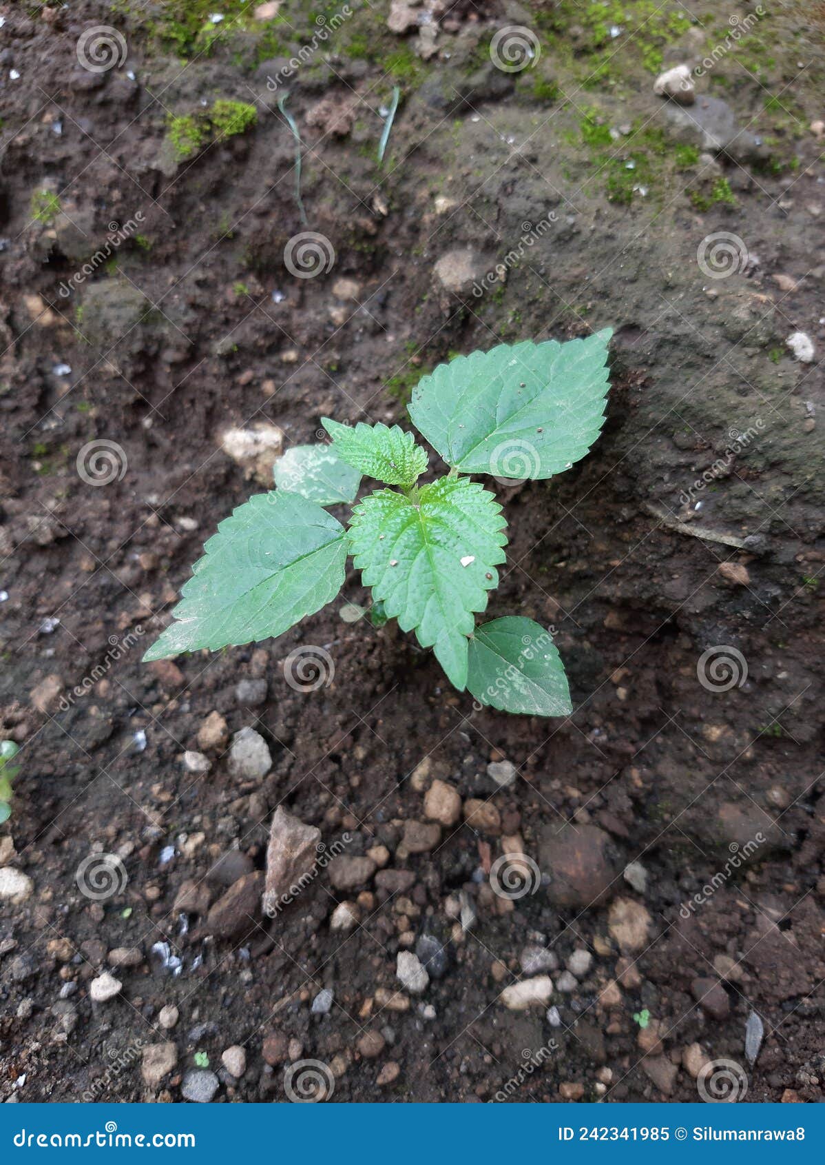 Lateng or Jelateng is Name of Plants Stock Image - Image of beautiful ...