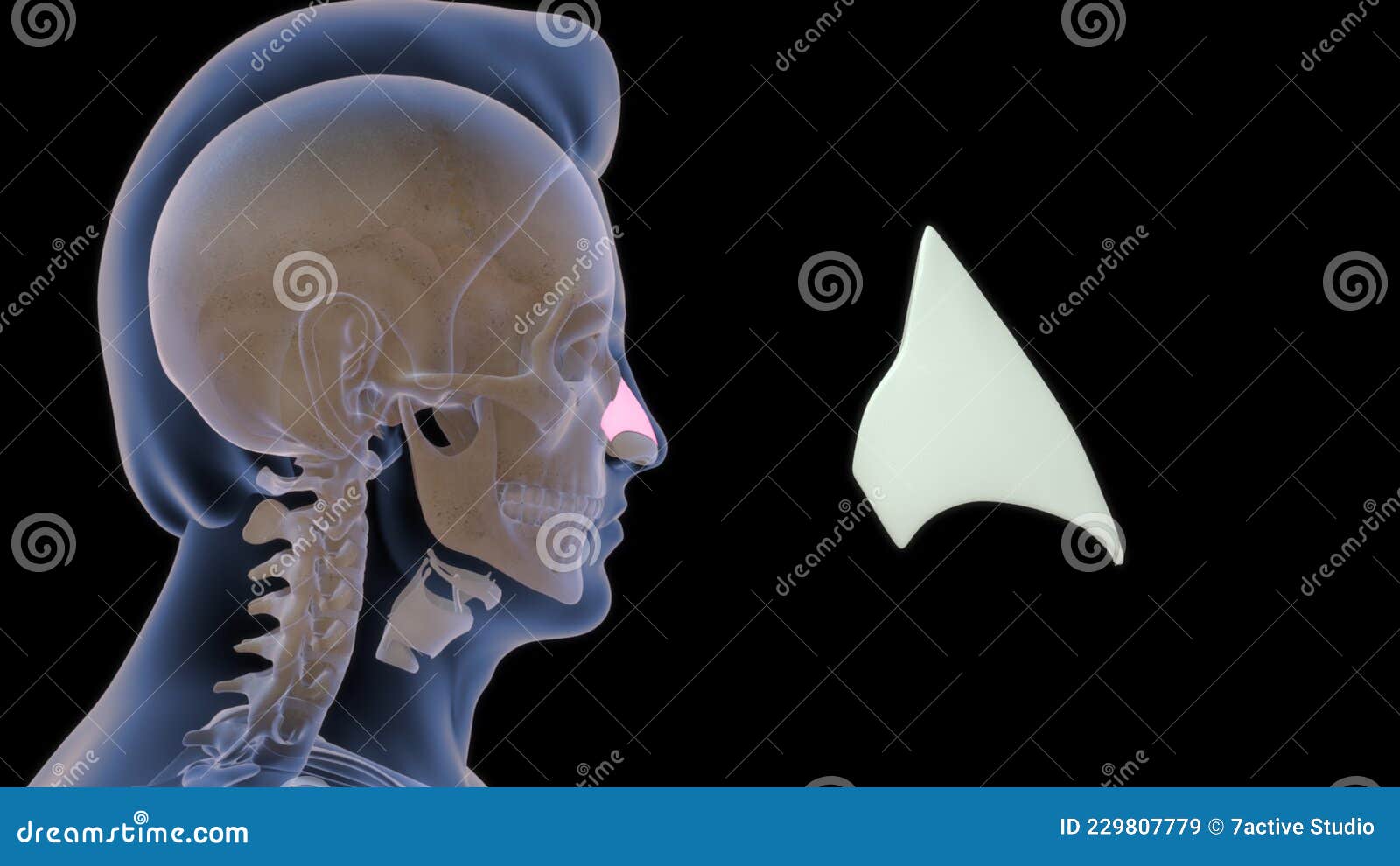 Location of Lateral Cartilage in Human Stock Illustration ...