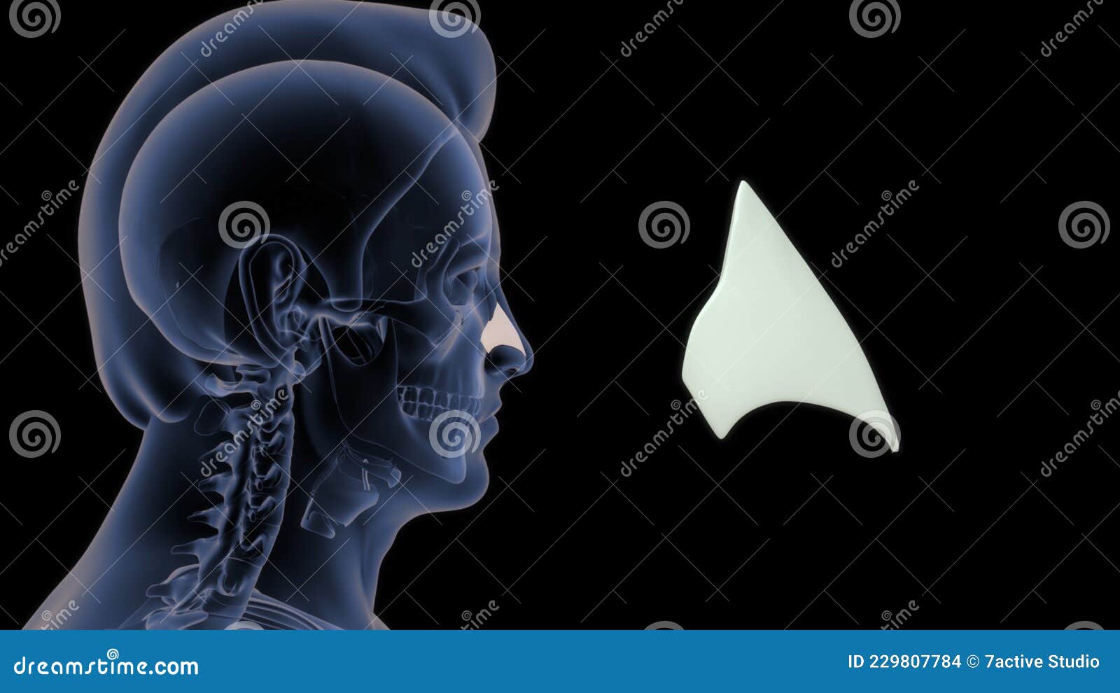 Location of Lateral Cartilage in Human Stock Illustration ...