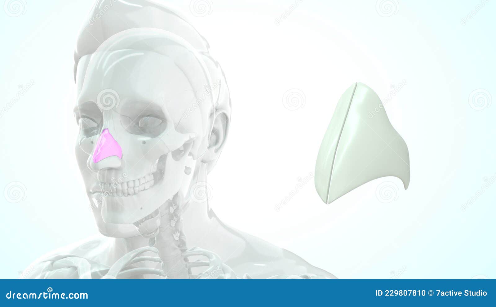 Location of Lateral Cartilage in Human Stock Illustration ...