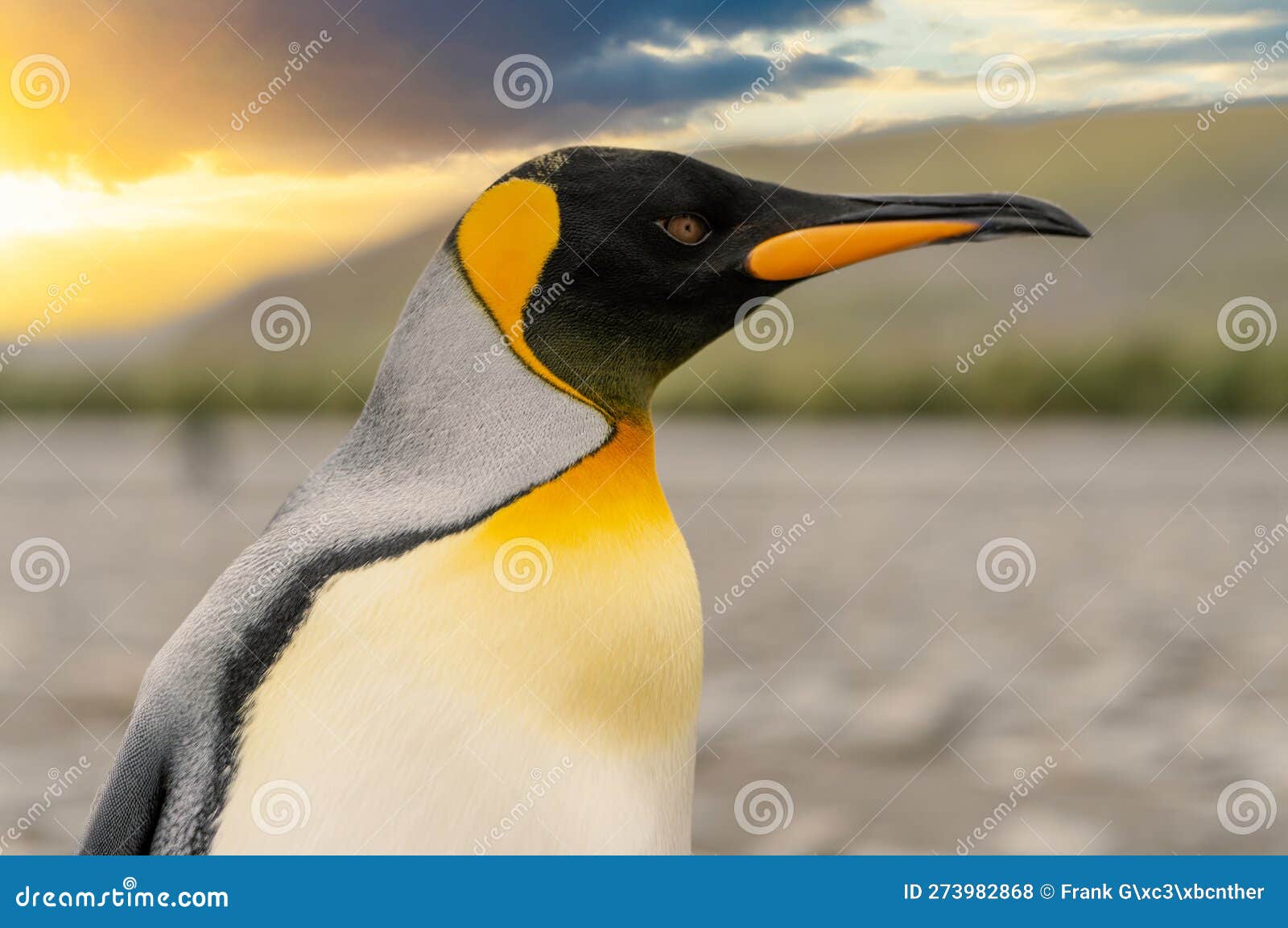 Lateral Close-up of the Head of a King Penguin Against a Blurred ...