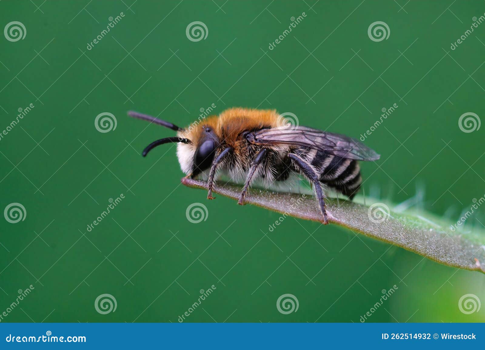 Lateral Closeup Of A Hairy Male Common Plasterer Bee On A Leaf Royalty ...