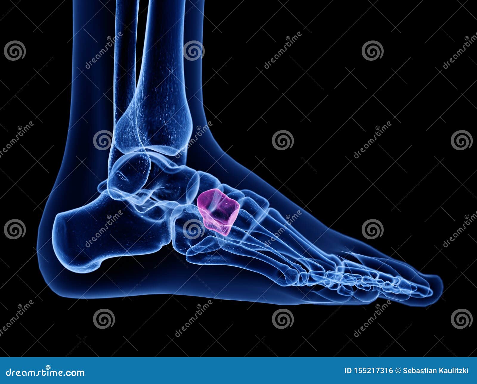 The lateral cuneiform bone stock illustration. Illustration of bone ...