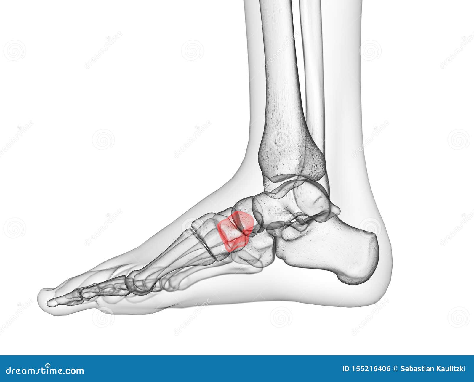 The lateral cuneiform bone stock illustration. Illustration of ...