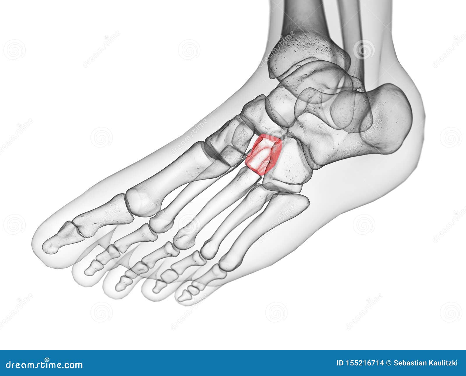 The lateral cuneiform bone stock illustration. Illustration of ...