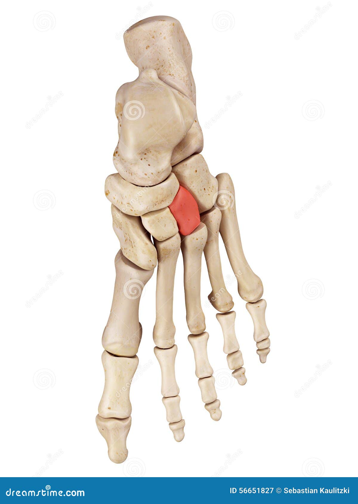The lateral cuneiform bone stock illustration. Illustration of bone ...