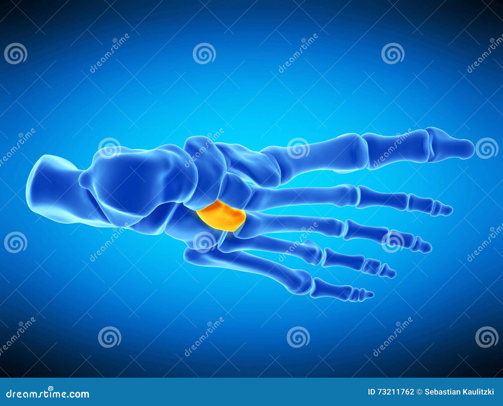 The lateral cuneiform bone stock illustration. Illustration of medical ...